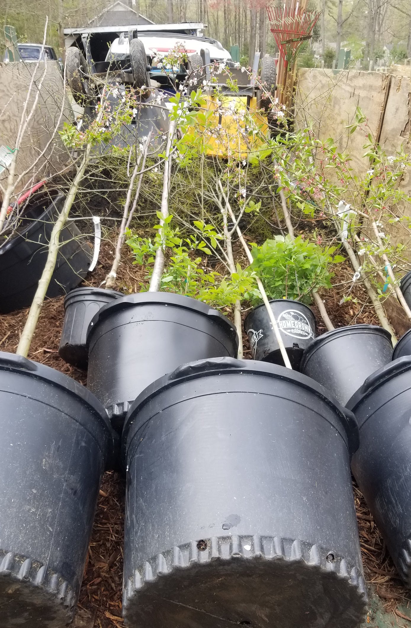 Plantings - Grateful Trees & Bees