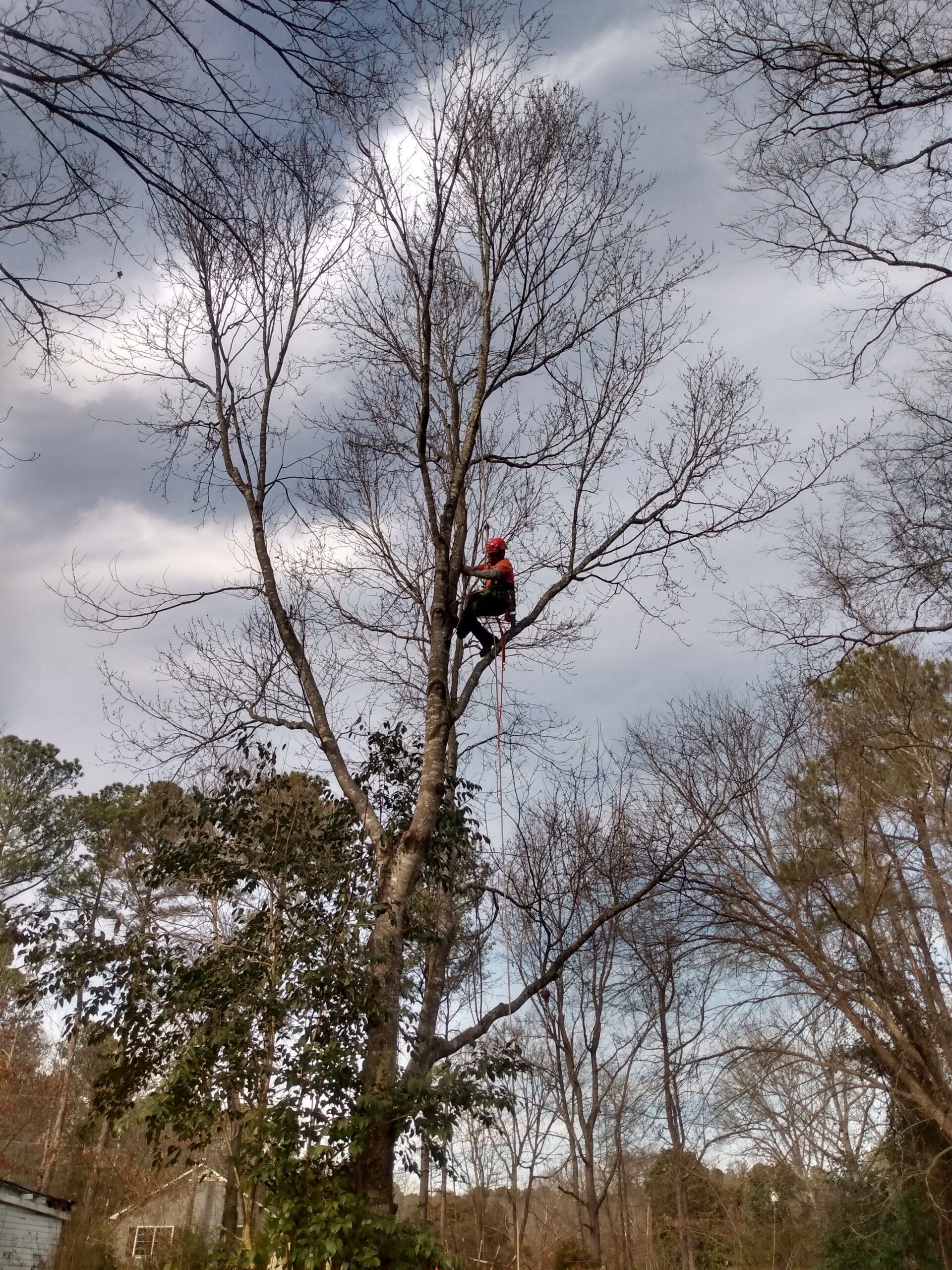 Custom Climbing & Pruning - Grateful Trees & Bees
